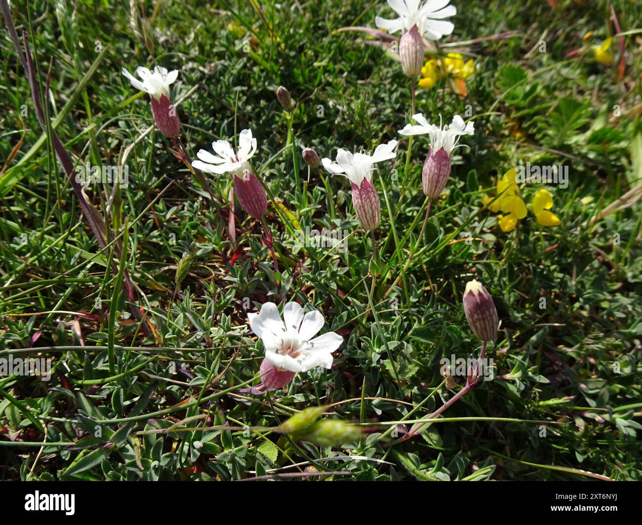 Sea Campion (Silene uniflora) Plantae Stock Photo - Alamy