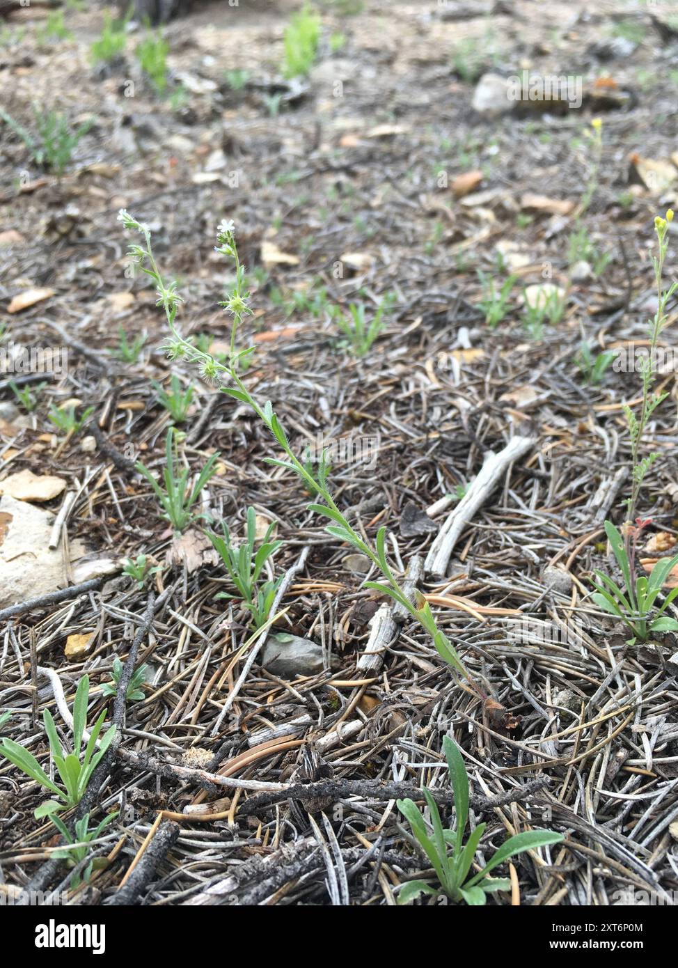 (Lappula occidentalis occidentalis) Plantae Stock Photo - Alamy