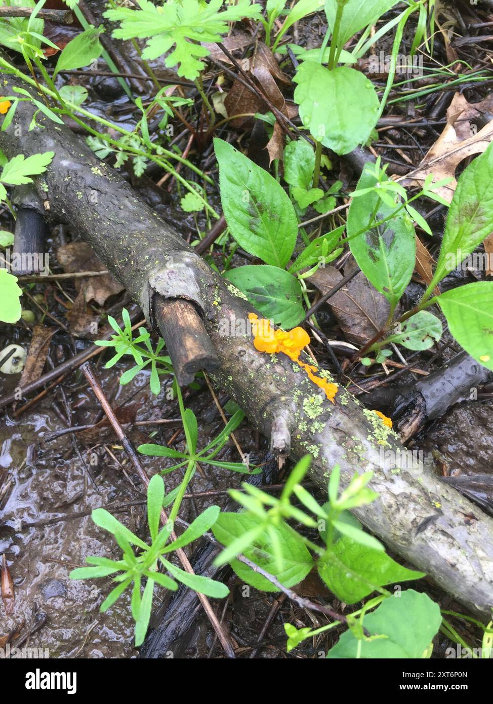 Orange Jelly Spot (Dacrymyces chrysospermus) Fungi Stock Photo - Alamy