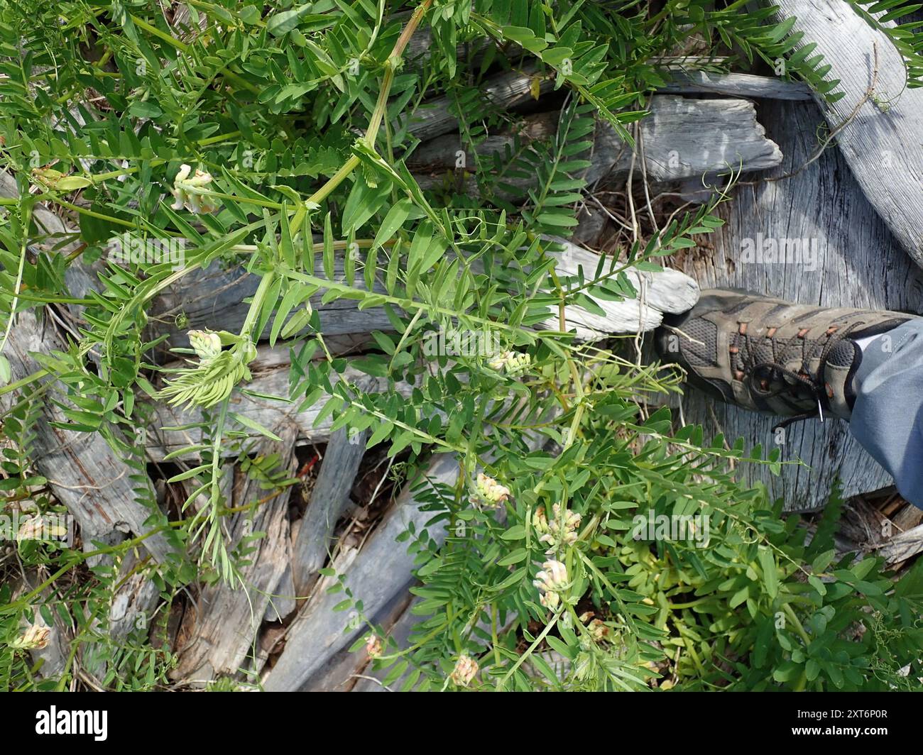 giant vetch (Vicia gigantea) Plantae Stock Photo - Alamy