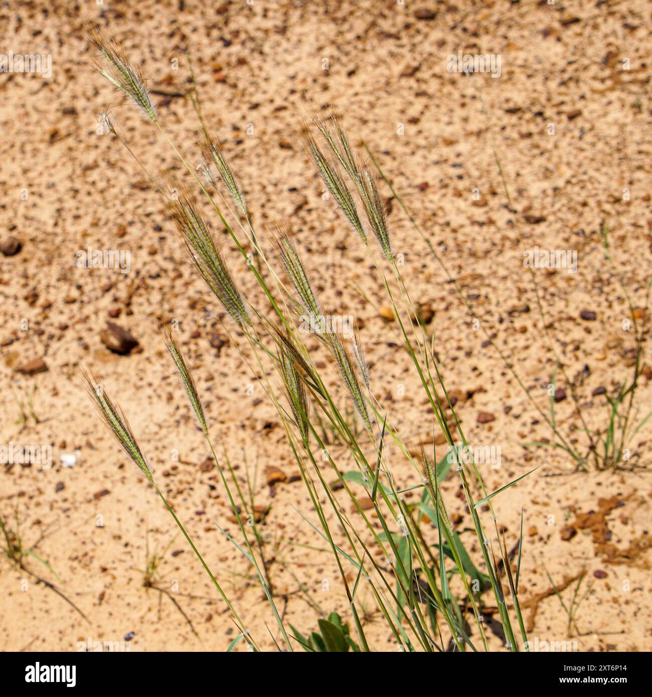 Queensland Blue Grass (Dichanthium sericeum) Plantae Stock Photo - Alamy