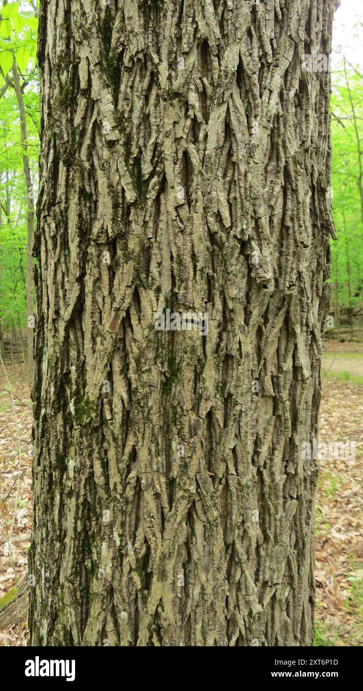 pignut hickory (Carya glabra) Plantae Stock Photo - Alamy