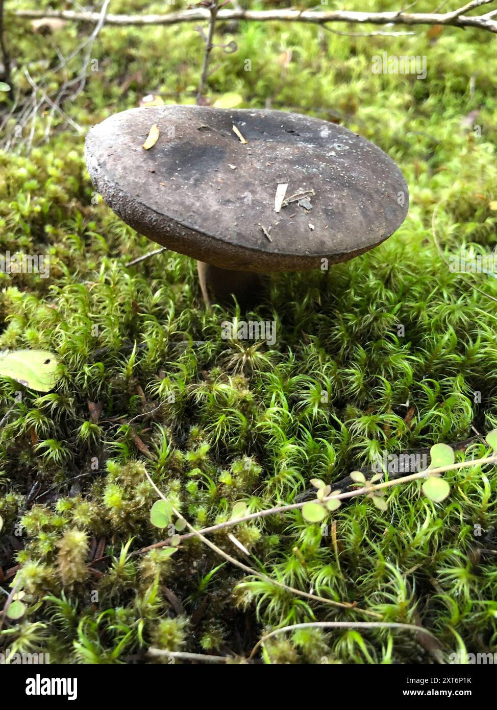 Dark Velvet Bolete (Tylopilus formosus) Fungi Stock Photo - Alamy