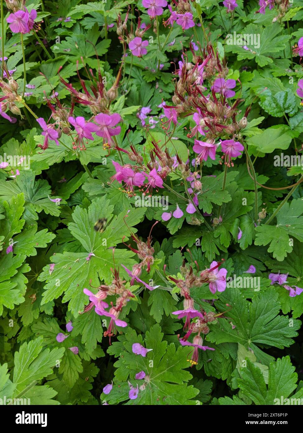 Rock Crane's-bill (Geranium macrorrhizum) Plantae Stock Photo - Alamy