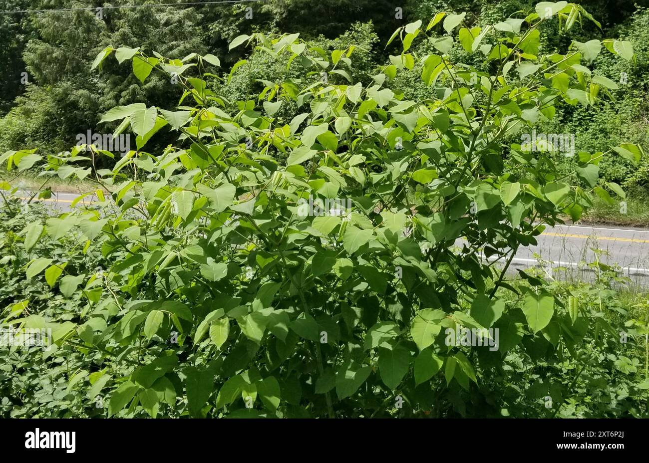 Bohemian Knotweed (Reynoutria × bohemica) Plantae Stock Photo - Alamy