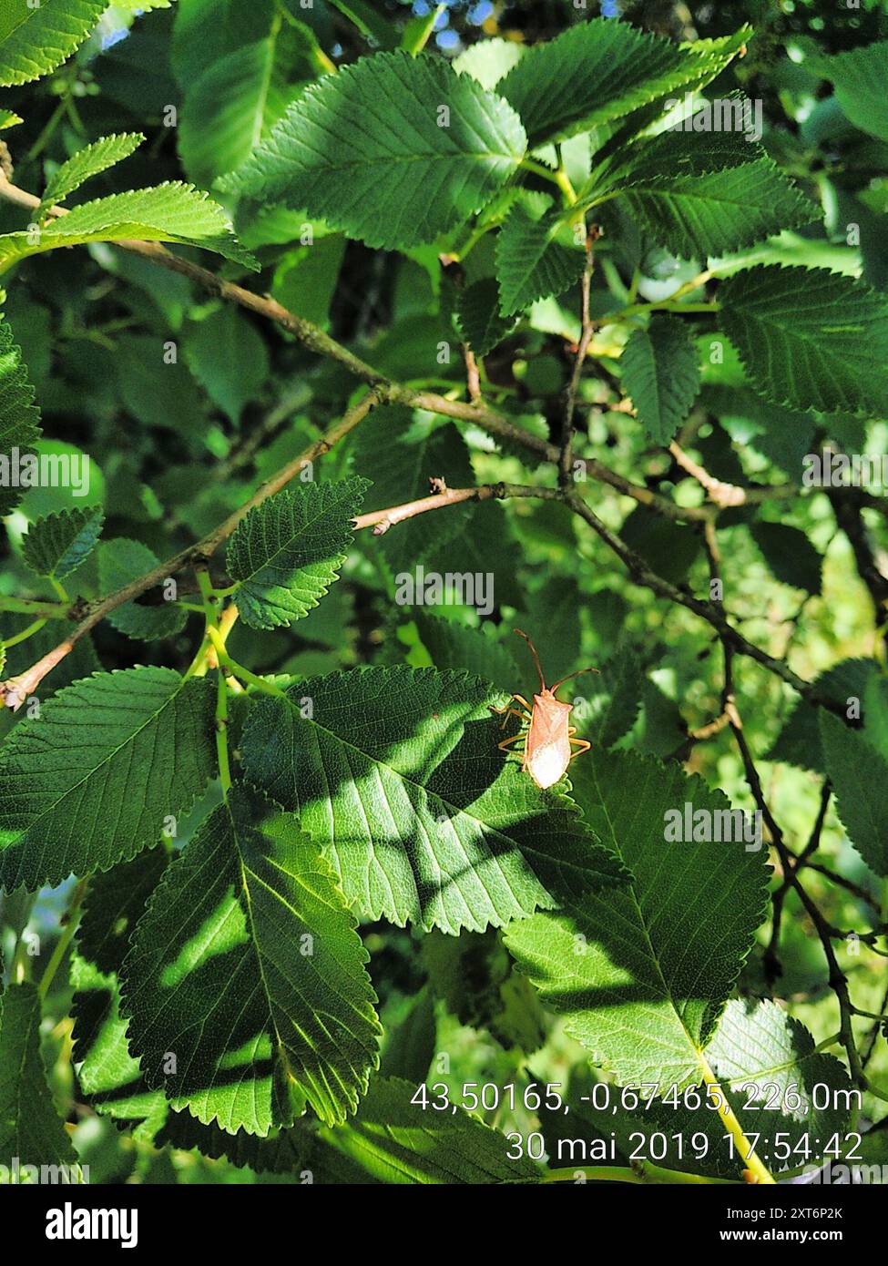 Box Bug (Gonocerus acuteangulatus) Insecta Stock Photo - Alamy
