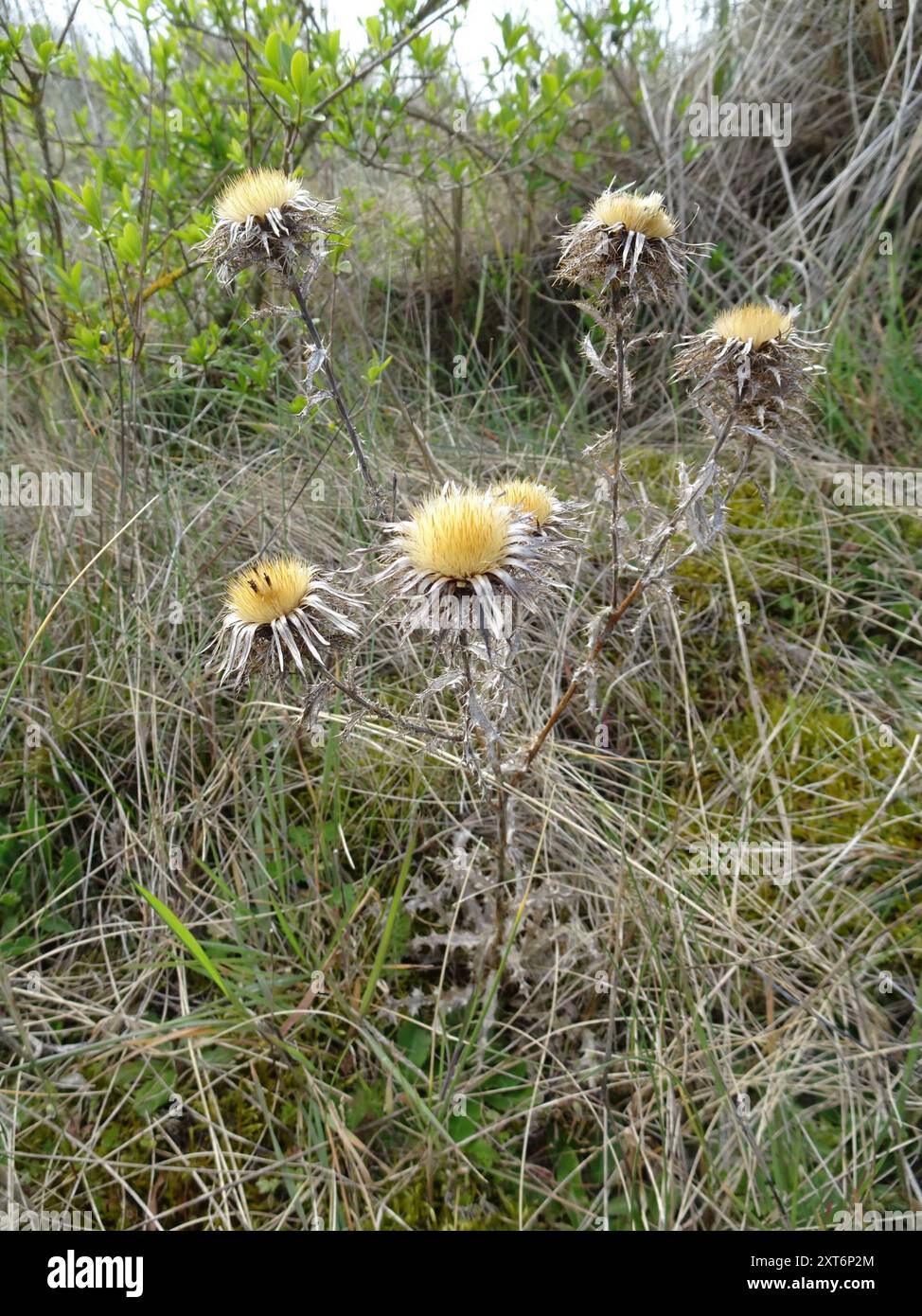 Carline Thistle (Carlina vulgaris) Plantae Stock Photo - Alamy