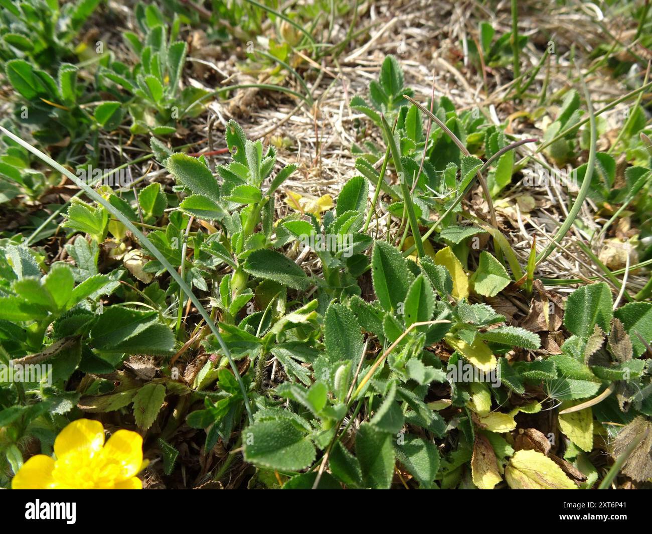 common restharrow (Ononis spinosa procurrens) Plantae Stock Photo - Alamy