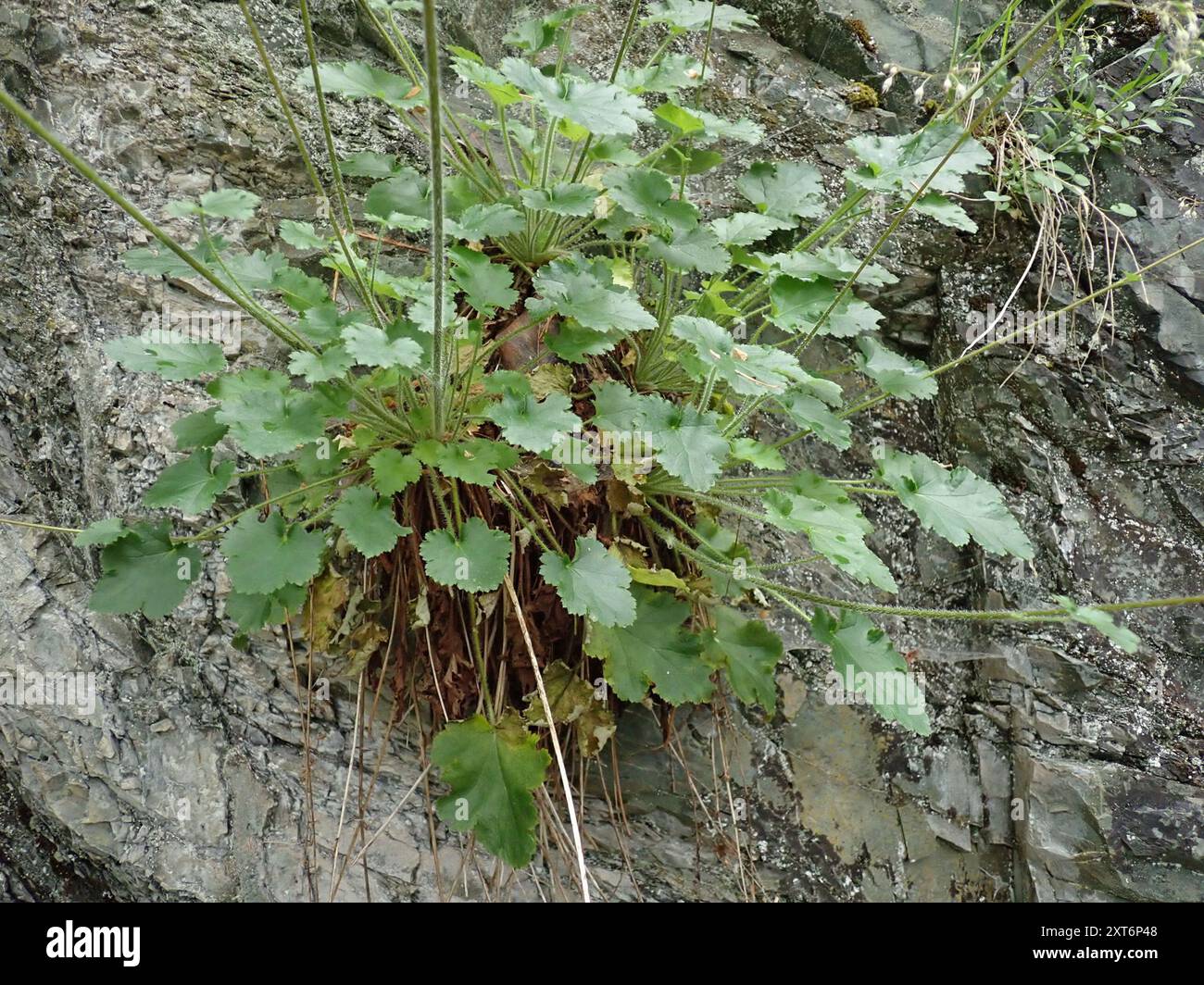 crevice alumroot (Heuchera micrantha) Plantae Stock Photo - Alamy