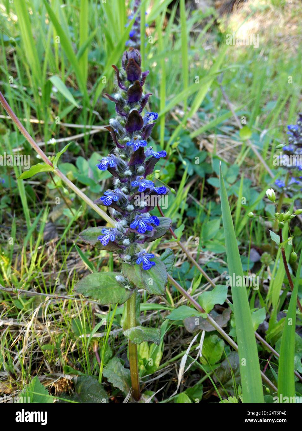 carpet bugle (Ajuga reptans) Plantae Stock Photo - Alamy