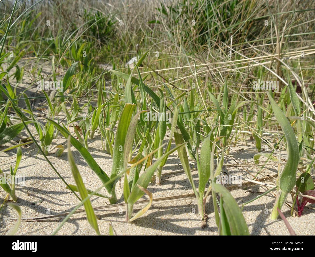 Hare's Tail Grass (Lagurus ovatus) Plantae Stock Photo - Alamy