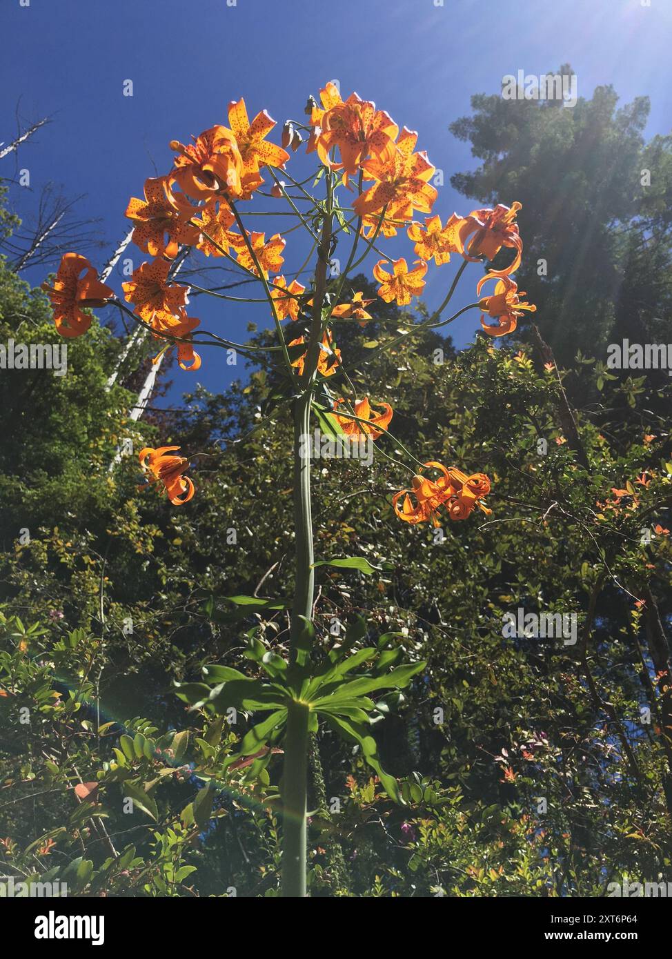 Columbia lily (Lilium columbianum) Plantae Stock Photo - Alamy