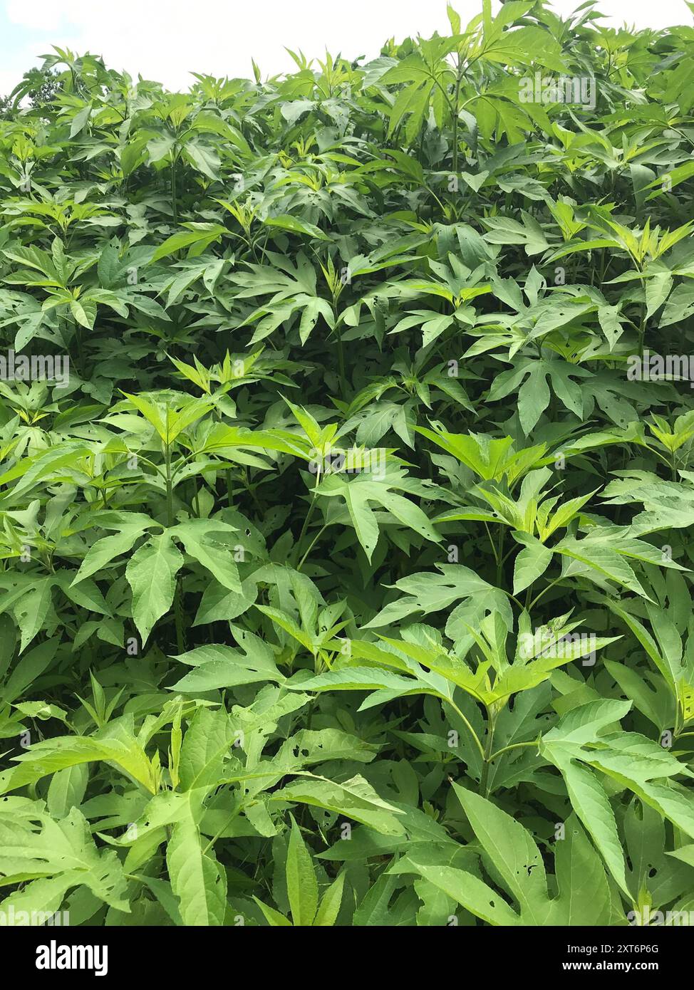 giant ragweed (Ambrosia trifida) Plantae Stock Photo - Alamy