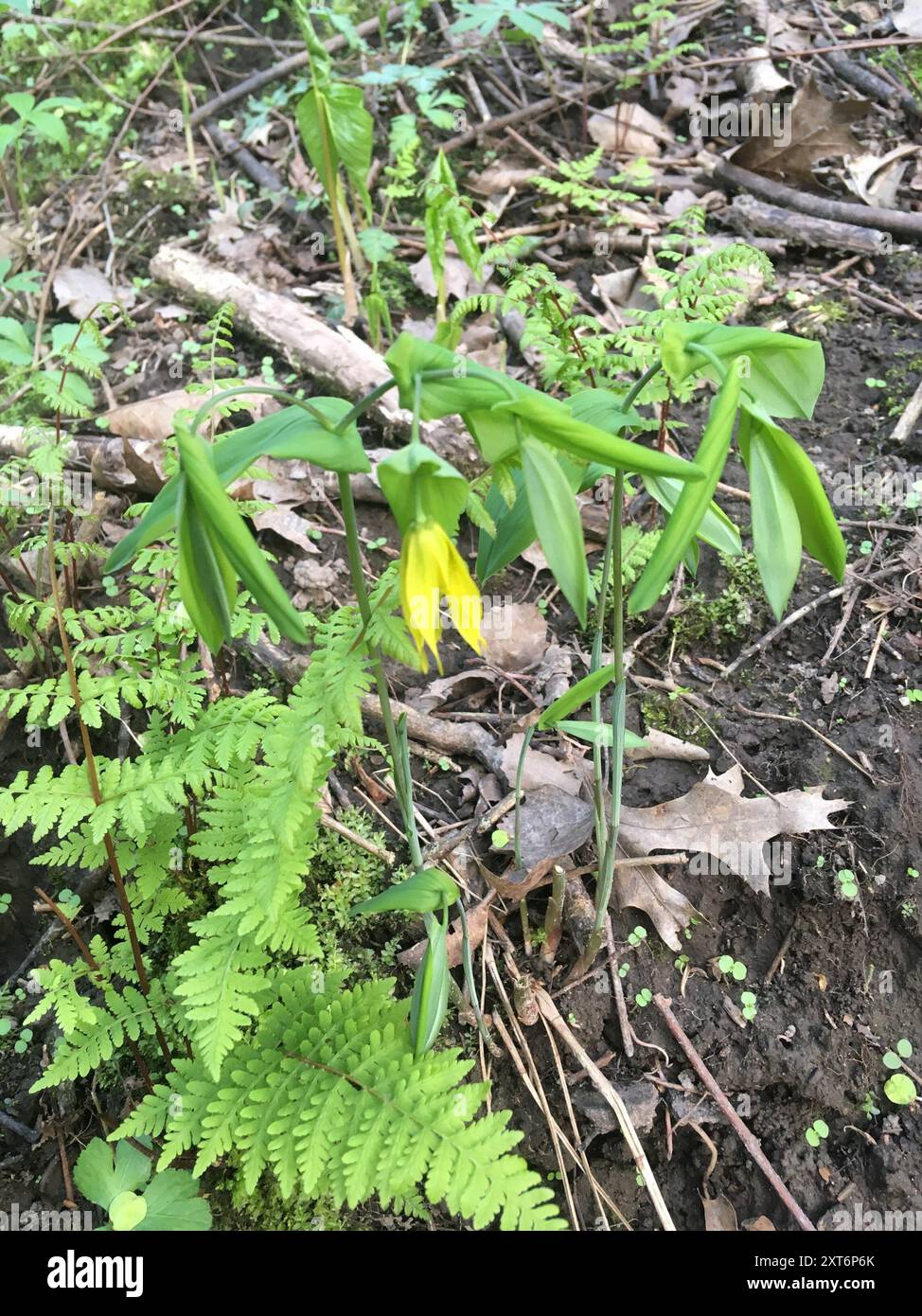 largeflower bellwort (Uvularia grandiflora) Plantae Stock Photo - Alamy