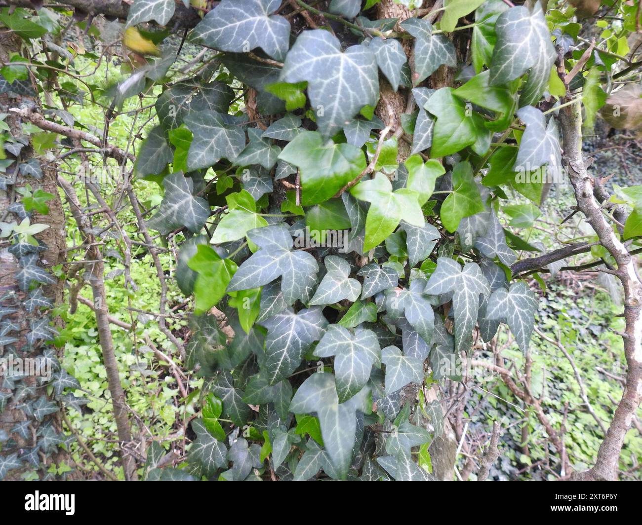 common ivy (Hedera helix) Plantae Stock Photo - Alamy