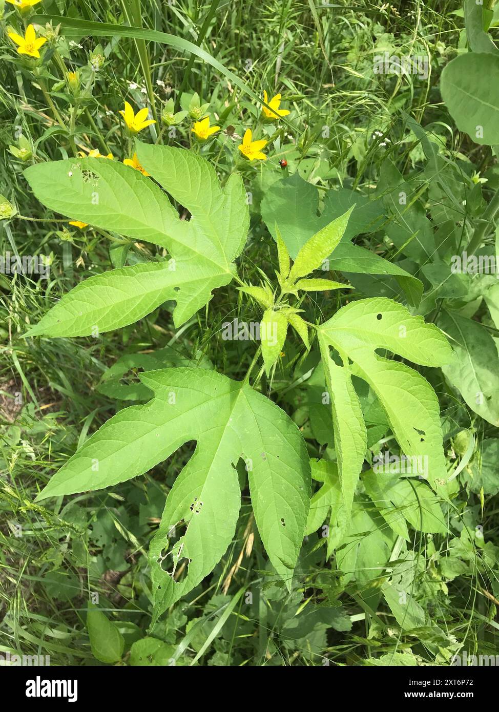 giant ragweed (Ambrosia trifida) Plantae Stock Photo - Alamy