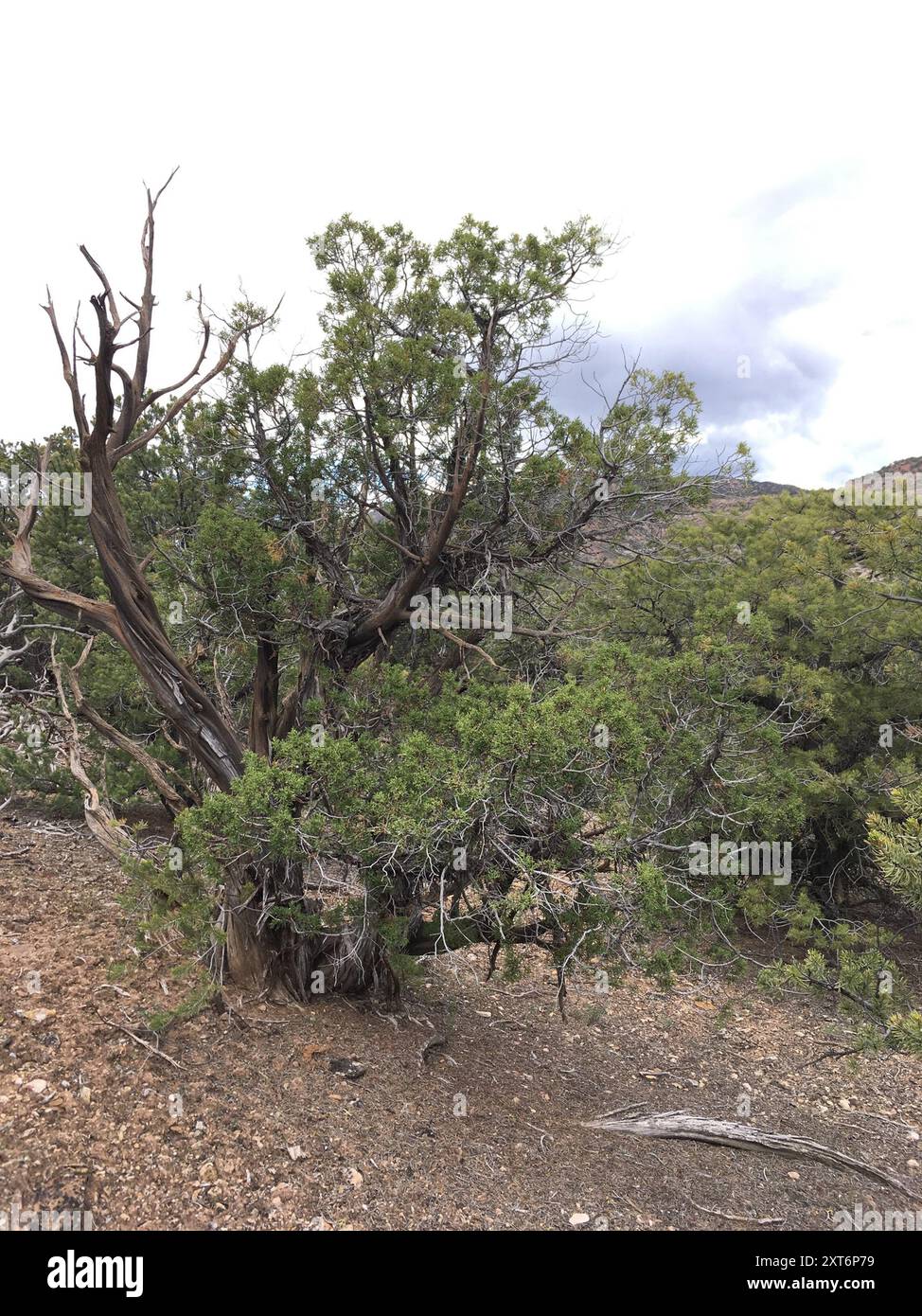 Utah Juniper (Juniperus osteosperma) Plantae Stock Photo - Alamy