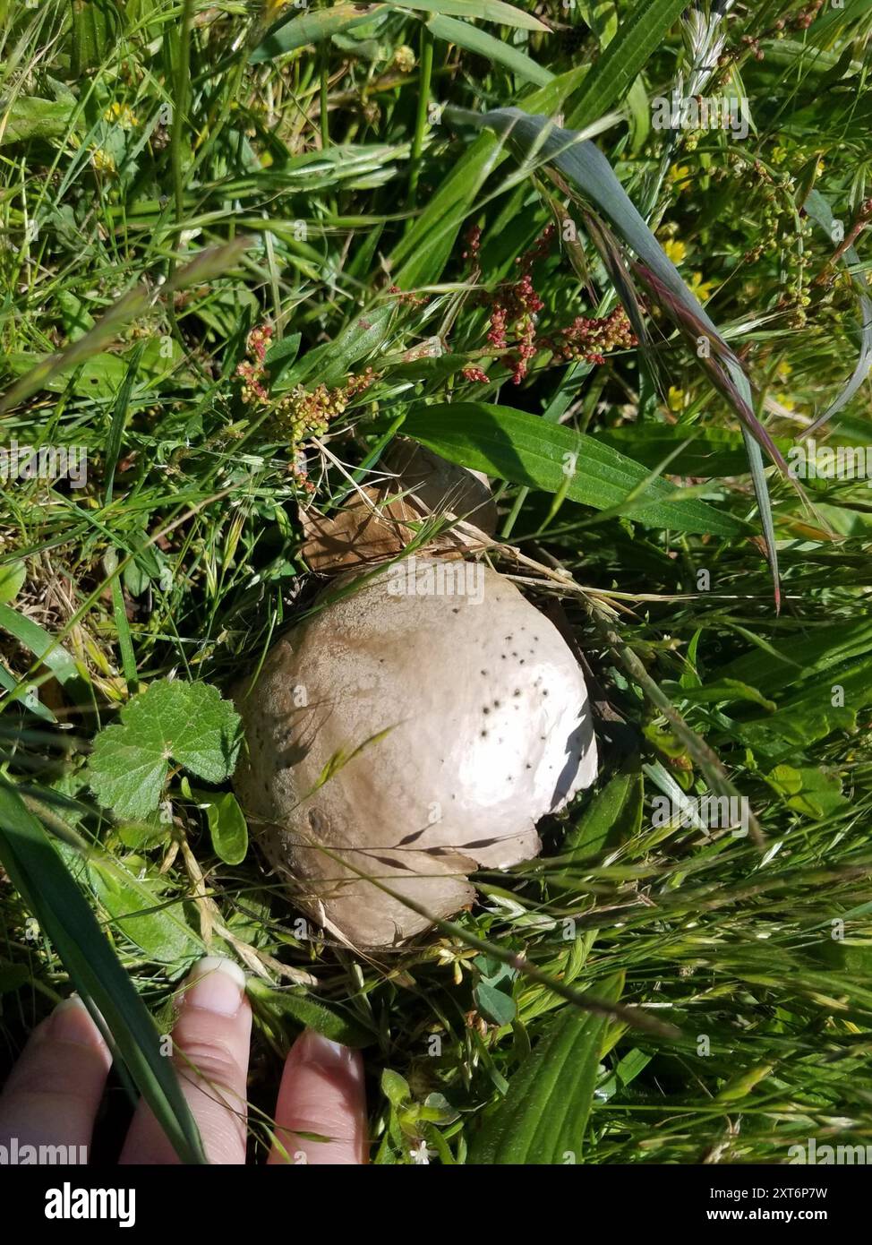 puffballs (Lycoperdaceae) Fungi Stock Photo - Alamy