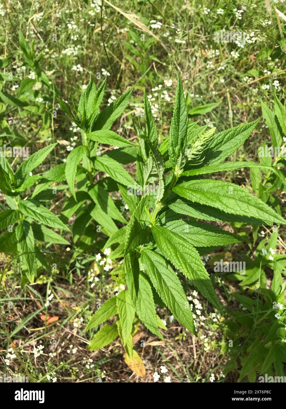 American germander (Teucrium canadense) Plantae Stock Photo - Alamy