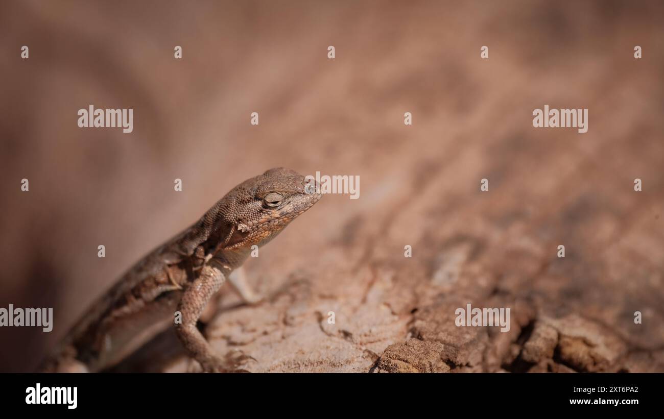 Lizard on fallen tree branch in Sedona, Arizona Stock Photo - Alamy