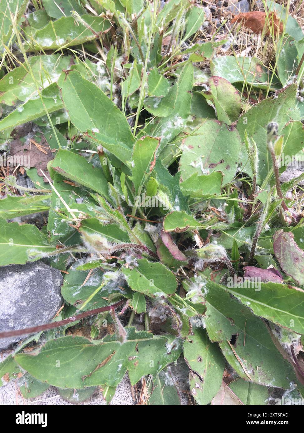 common hawkweed (Hieracium lachenalii) Plantae Stock Photo - Alamy