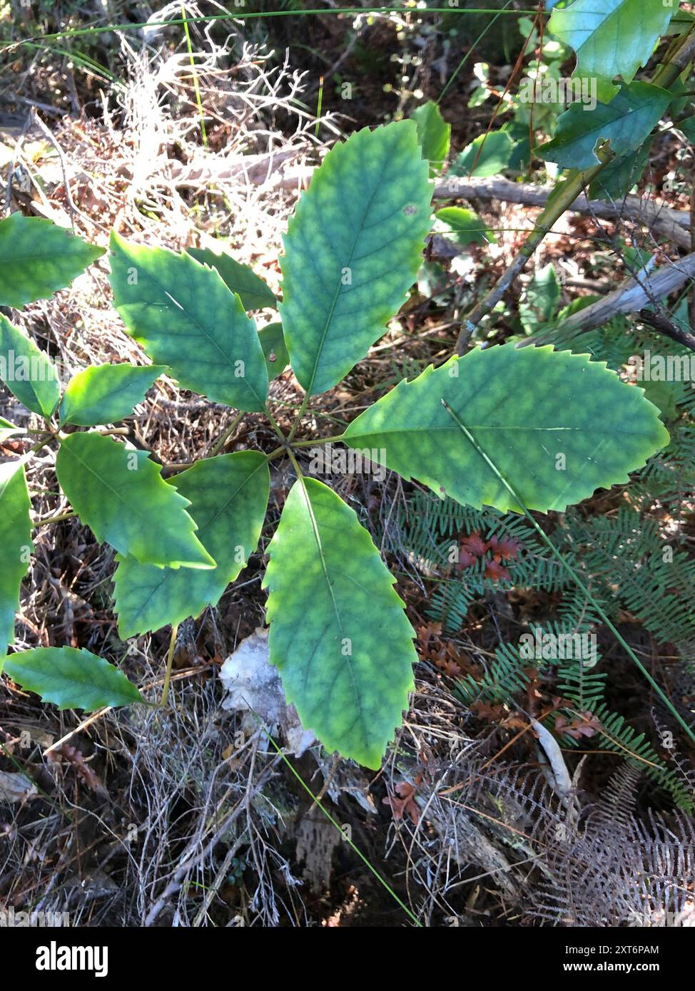 five finger (Pseudopanax arboreus) Plantae Stock Photo - Alamy