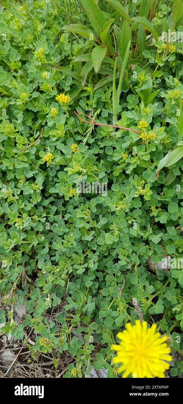 (Medicago cretacea) Plantae Stock Photo - Alamy