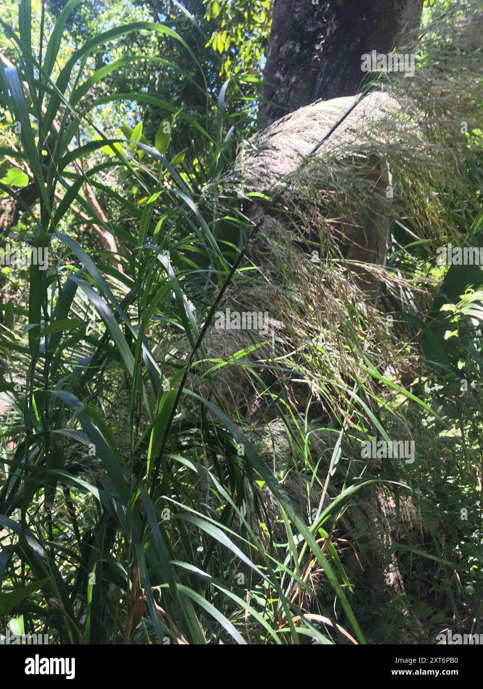 Burma Reed (Neyraudia reynaudiana) Plantae Stock Photo - Alamy