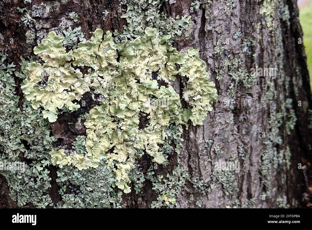 common greenshield lichen (Flavoparmelia caperata) Fungi Stock Photo ...