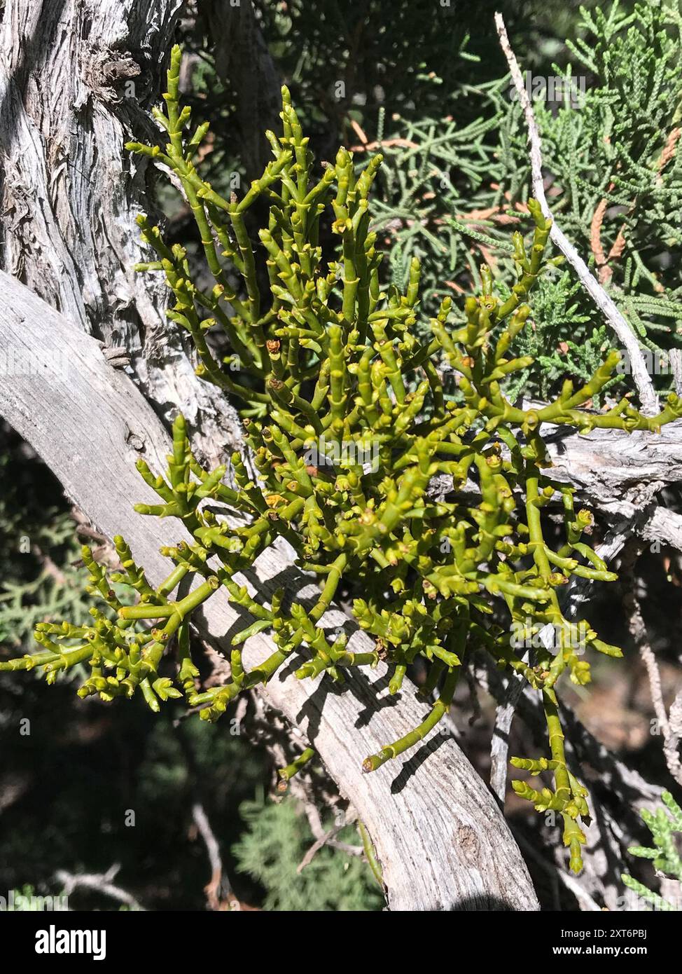 Juniper Mistletoe (Phoradendron juniperinum) Plantae Stock Photo - Alamy