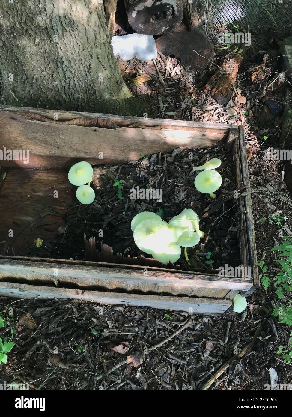 flowerpot parasol (Leucocoprinus birnbaumii) Fungi Stock Photo - Alamy