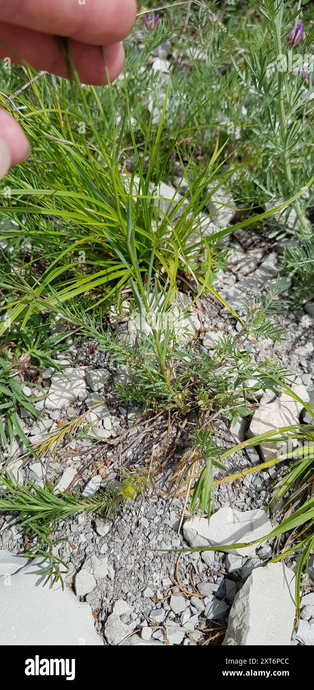 Narrow-leaved Flax (Linum tenuifolium) Plantae Stock Photo - Alamy