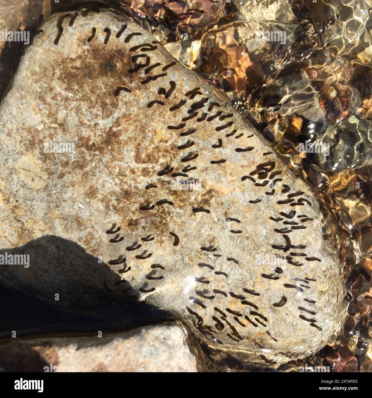 Black Flies (Simuliidae) Insecta Stock Photo - Alamy