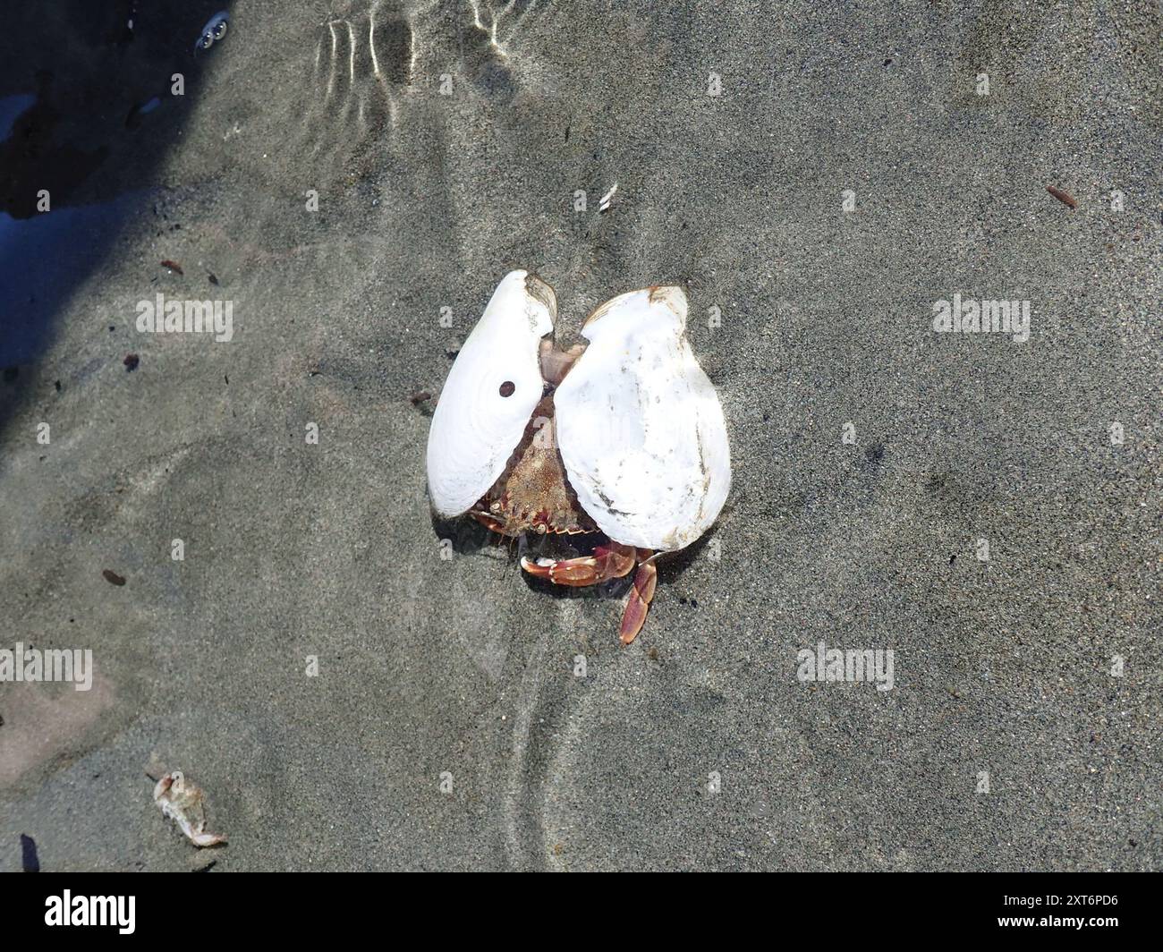 White Macoma (Rexithaerus secta) Mollusca Stock Photo - Alamy