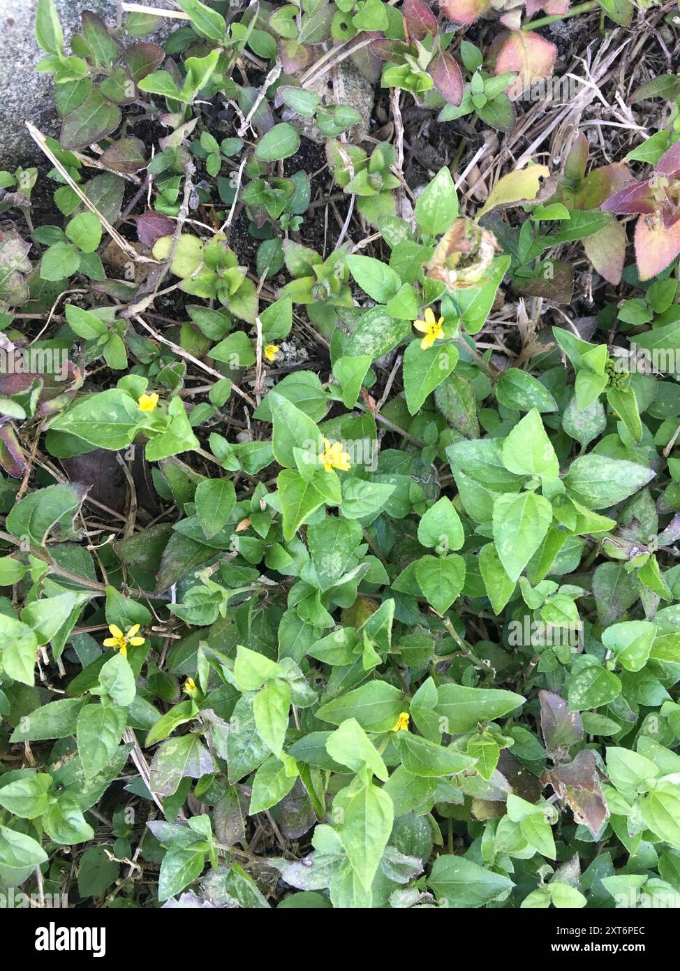 straggler daisy (Calyptocarpus vialis) Plantae Stock Photo - Alamy