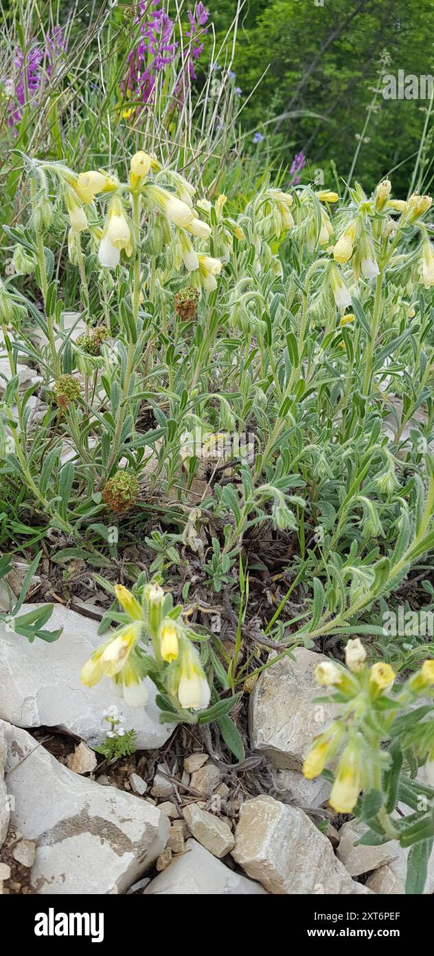 Aucher's Golden-Drop (Onosma aucheriana) Plantae Stock Photo - Alamy