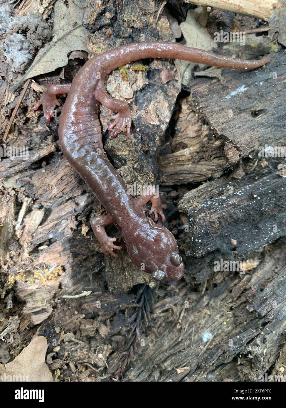 Arboreal Salamander (Aneides lugubris) Amphibia Stock Photo - Alamy