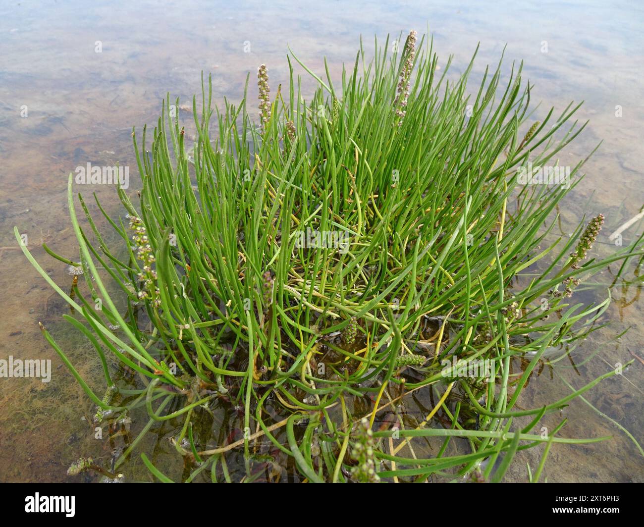 common arrowgrass (Triglochin maritima) Plantae Stock Photo - Alamy