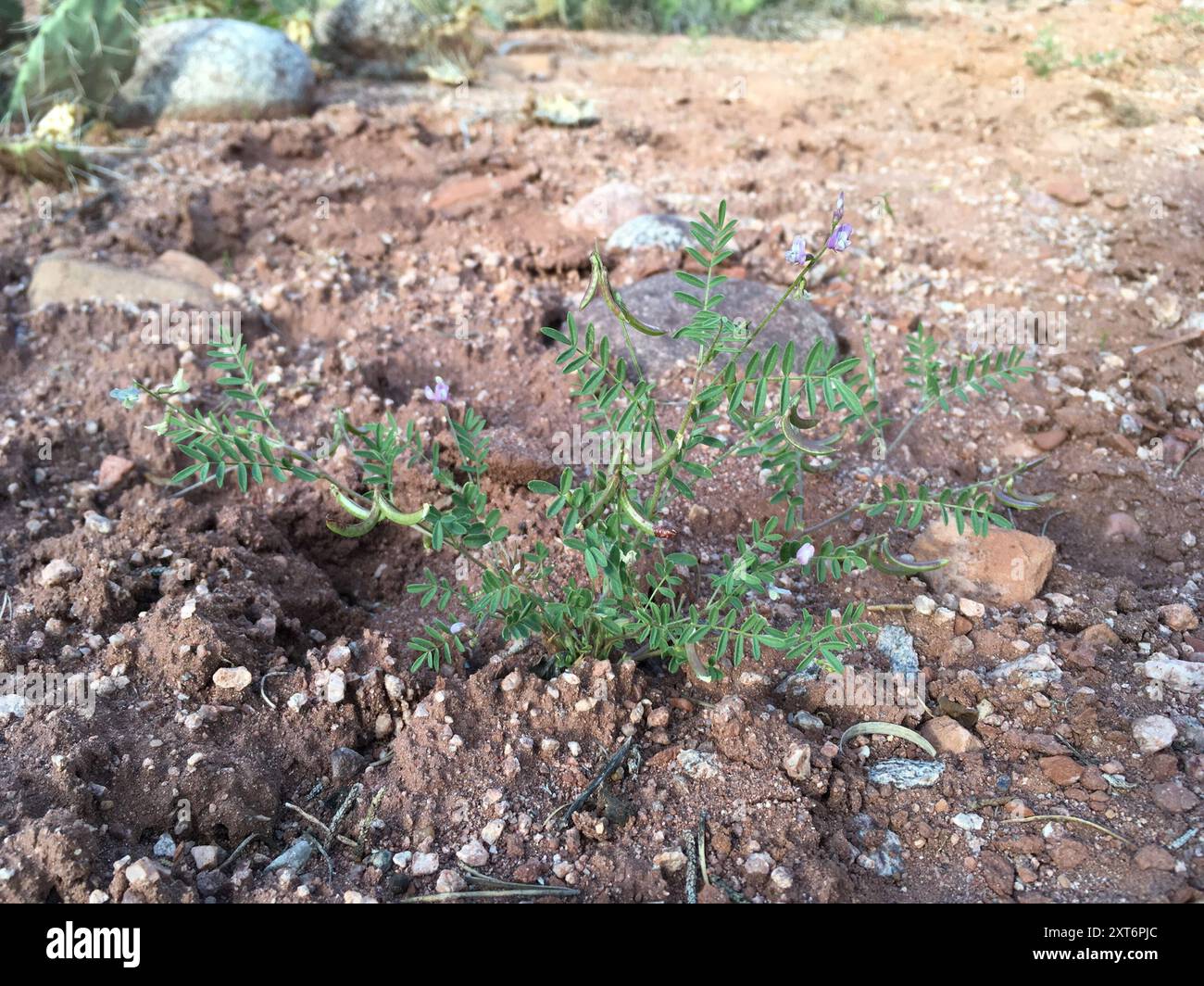 small-flowered milkvetch (Astragalus nuttallianus) Plantae Stock Photo ...