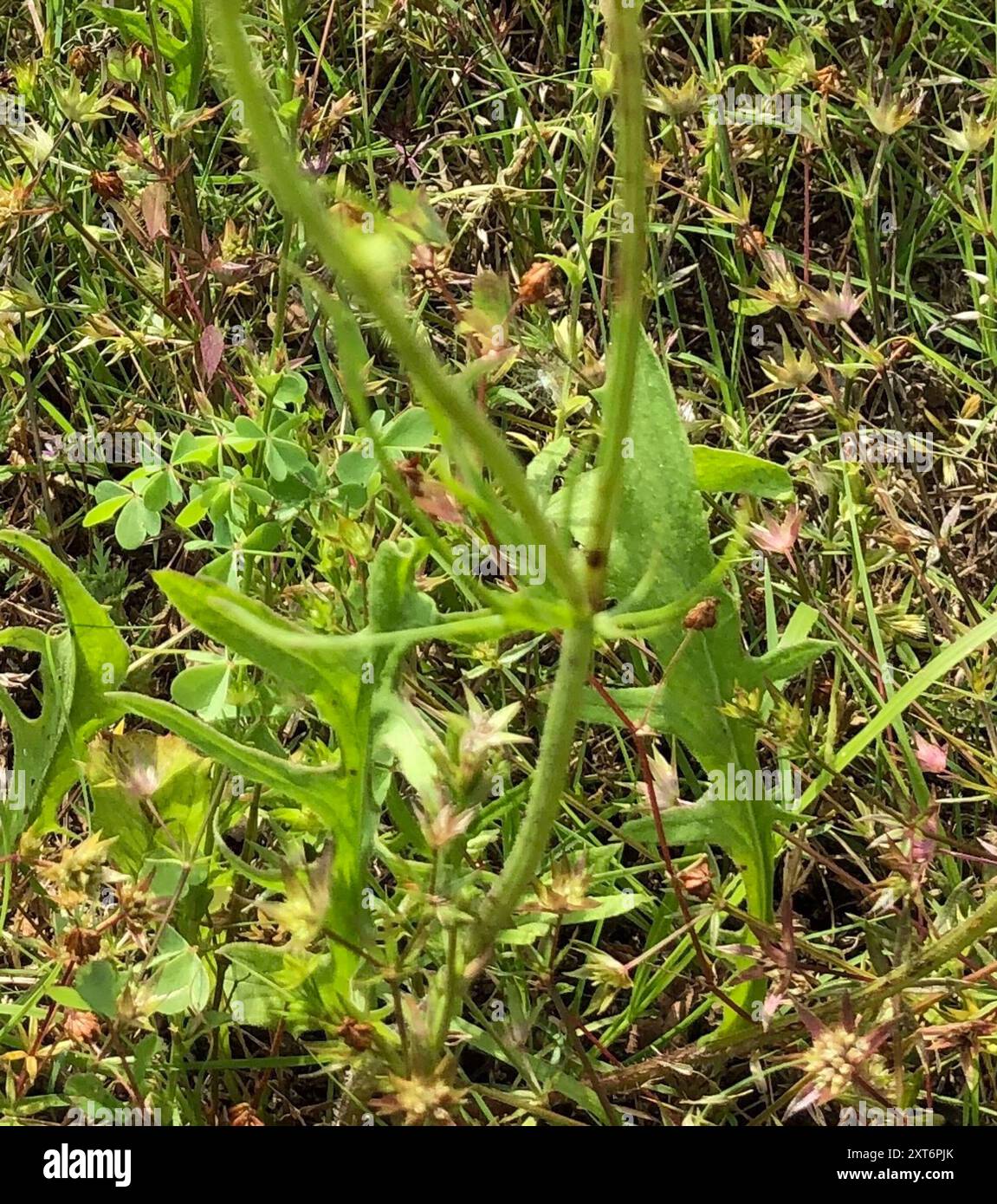 smallflower desert-chicory (Pyrrhopappus pauciflorus) Plantae Stock ...