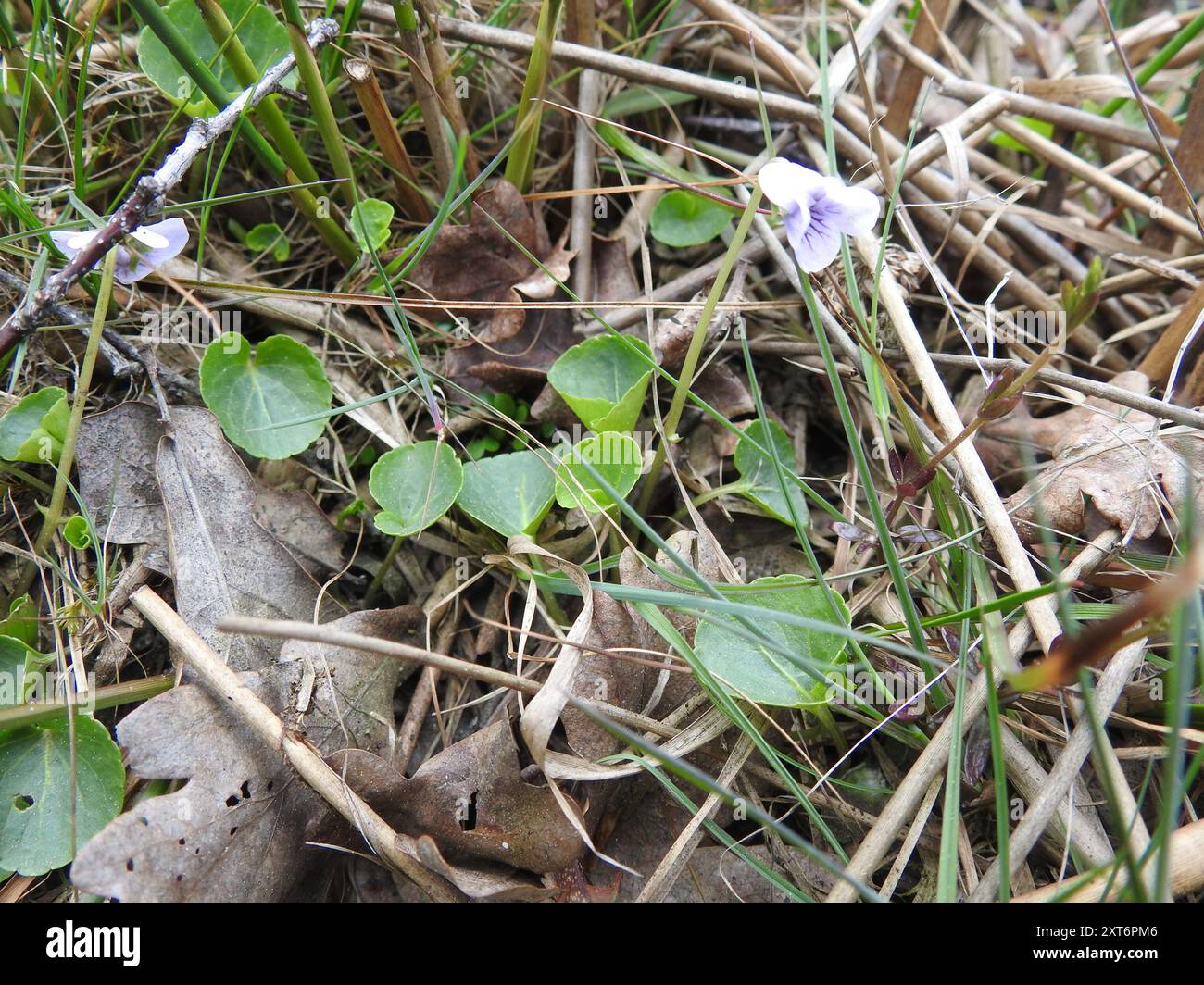alpine marsh violet (Viola palustris) Plantae Stock Photo - Alamy