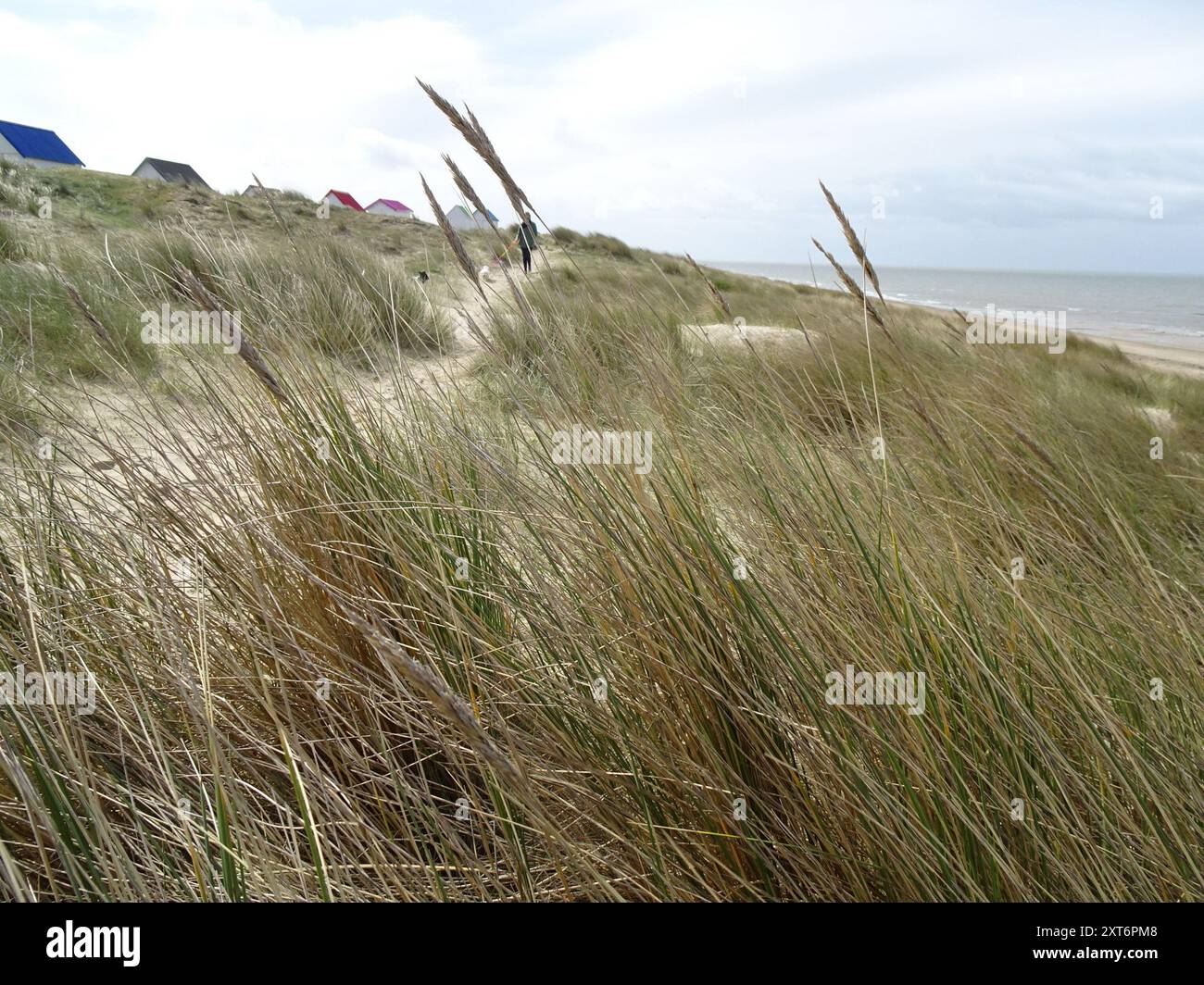 European marram grass (Calamagrostis arenaria) Plantae Stock Photo - Alamy