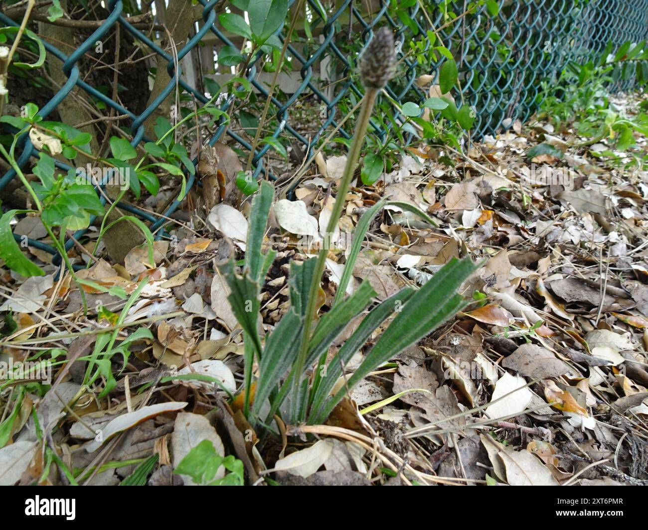 ribwort plantain (Plantago lanceolata) Plantae Stock Photo - Alamy