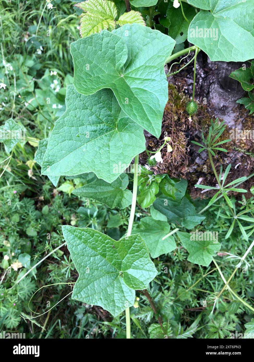 coastal manroot (Marah oregana) Plantae Stock Photo - Alamy