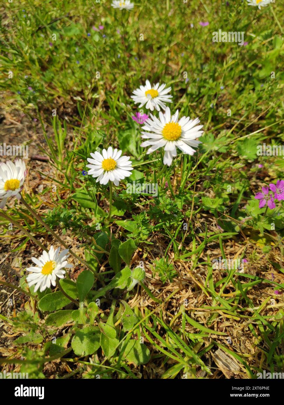 Lawn daisy (Bellis perennis) Plantae Stock Photo - Alamy