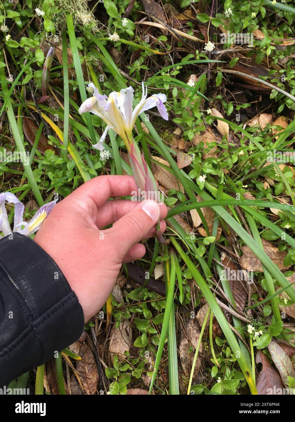 Common Beardless Irises (Limniris) Plantae Stock Photo - Alamy