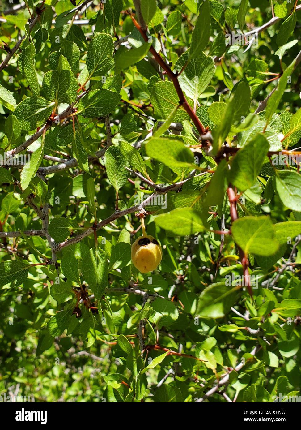 Desert Apricot (Prunus fremontii) Plantae Stock Photo - Alamy