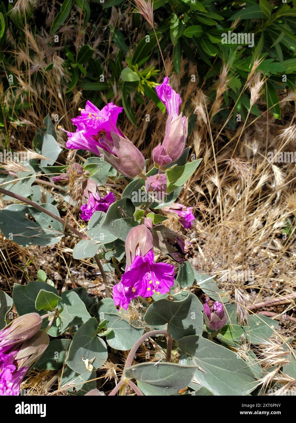 Colorado Four o'Clock (Mirabilis multiflora) Plantae Stock Photo - Alamy