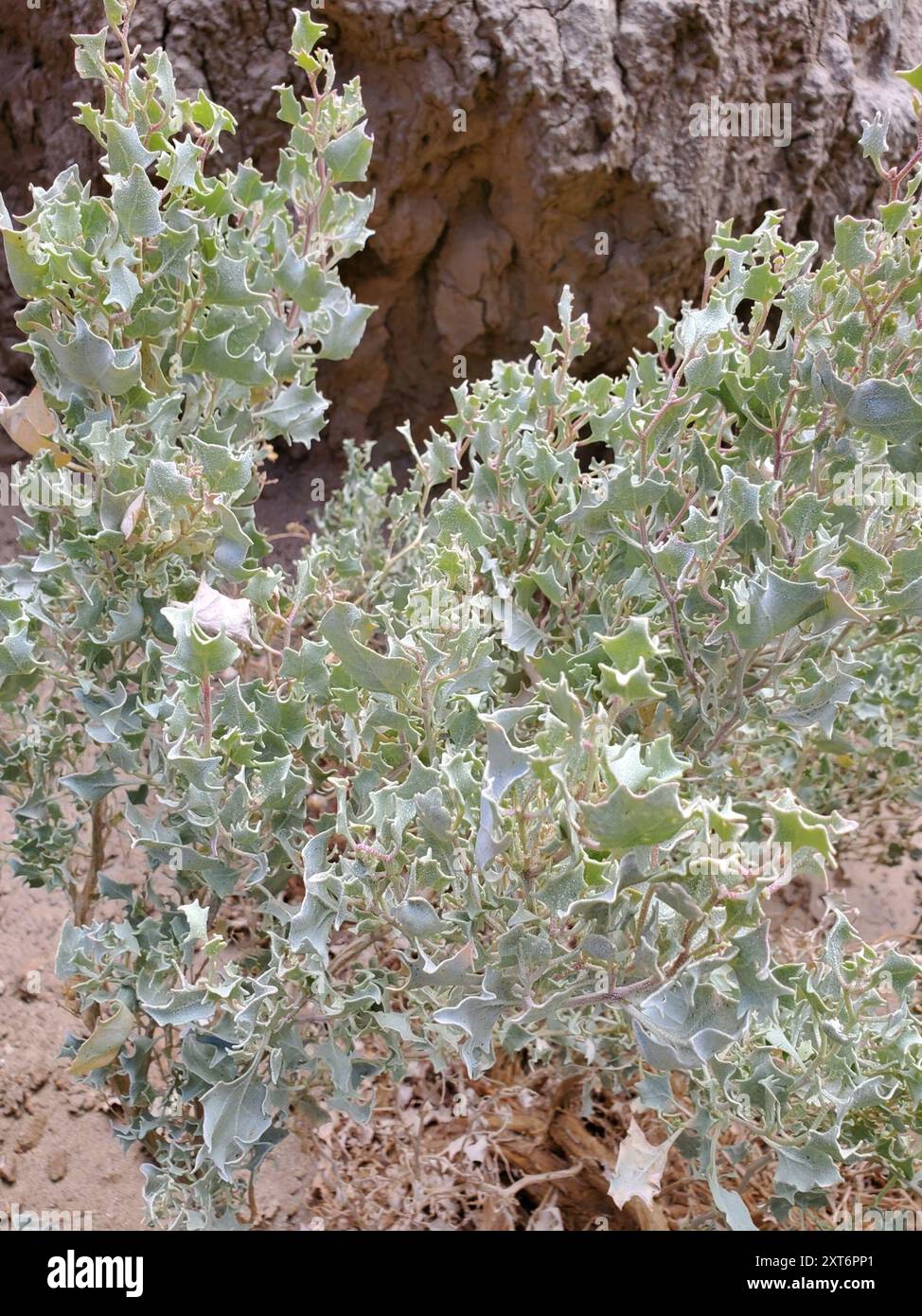 Desert Holly (Atriplex hymenelytra) Plantae Stock Photo - Alamy