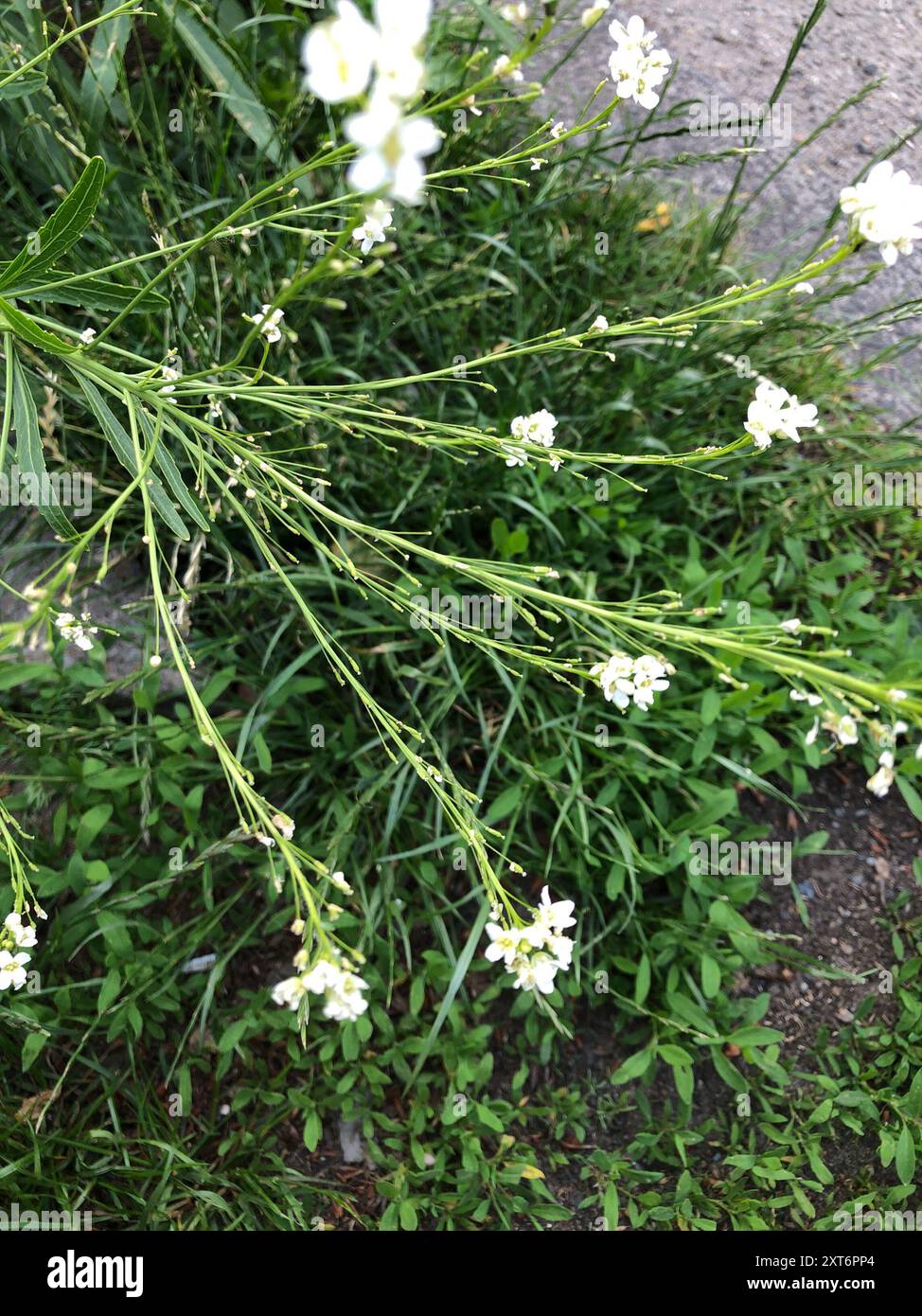 Horseradish (Armoracia rusticana) Plantae Stock Photo - Alamy